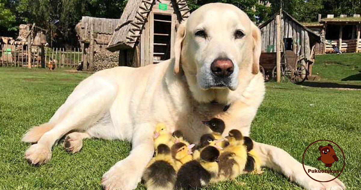 Susipažinkite: 11 metų labradoras Fredas jau antrą kartą gyvenime tampa ...