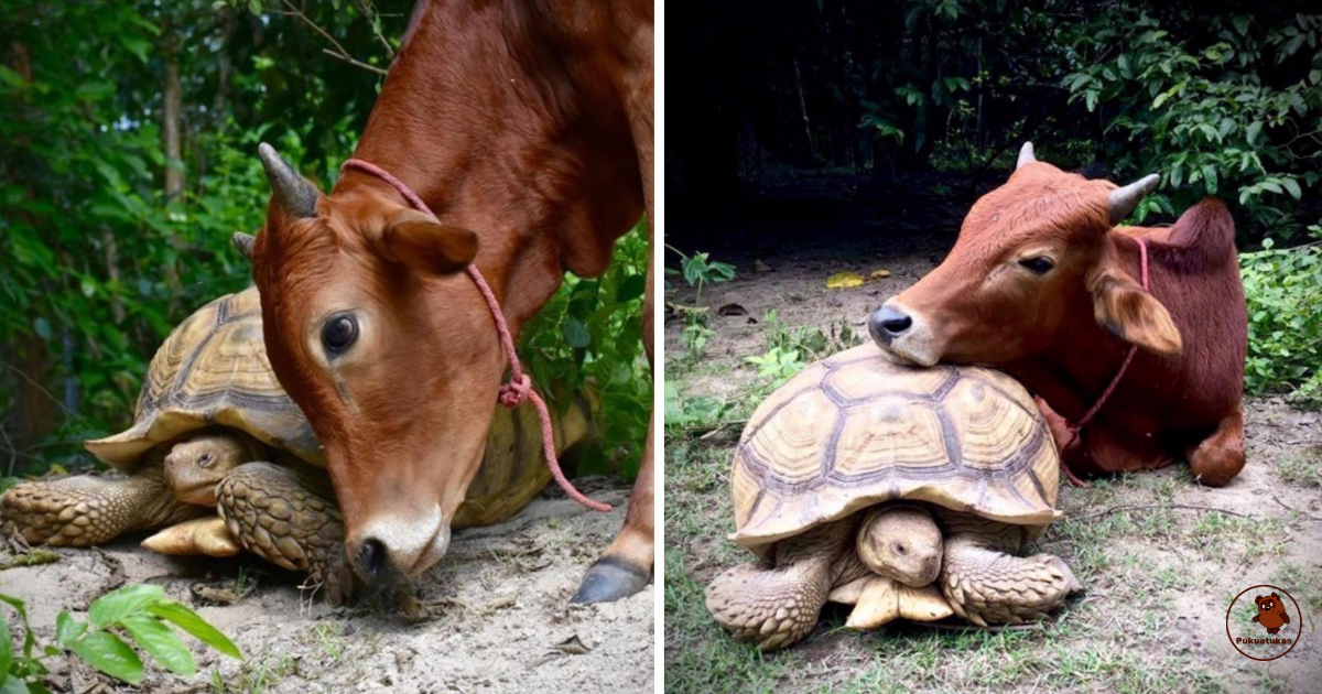 Gigantiškas vėžlys ir veršiukas, netekęs kojos, tapo geriausiais ...