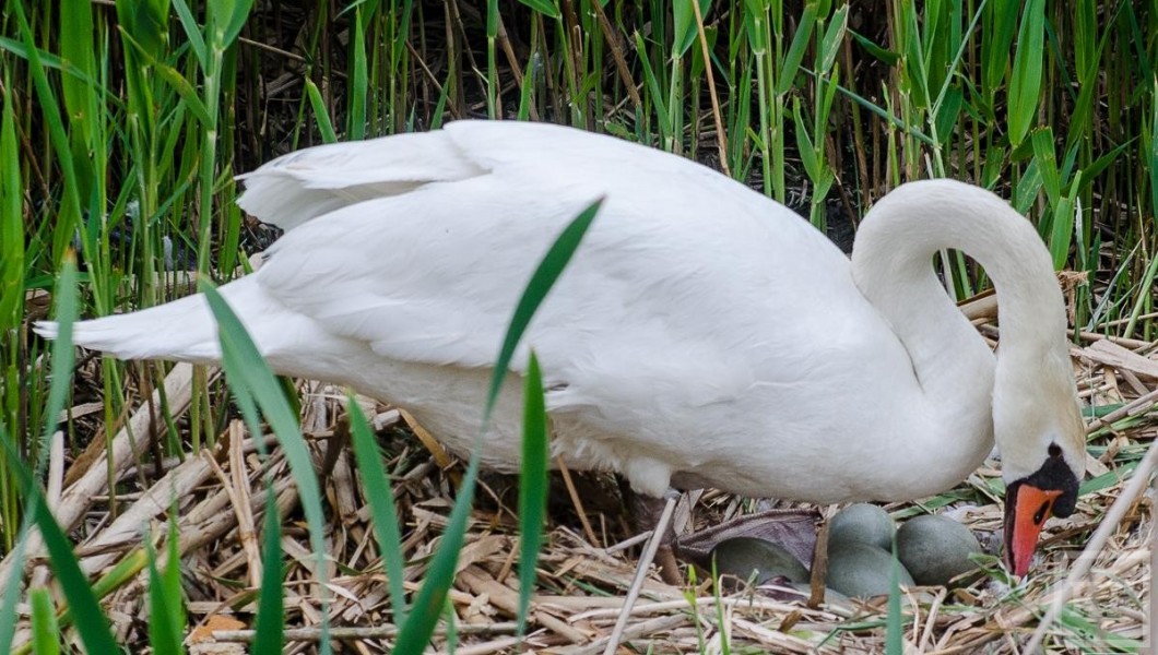 Gulbių ištikimybė: liūdna žmonių išdraskytos paukščių šeimos istorija ...