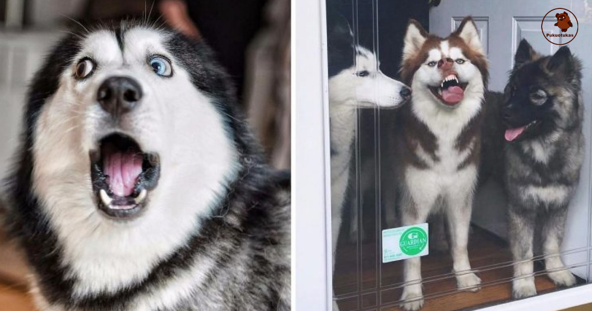 Haskiai: šunys, kuriems linksma. Foto apie tai, kad dūkti niekada ...