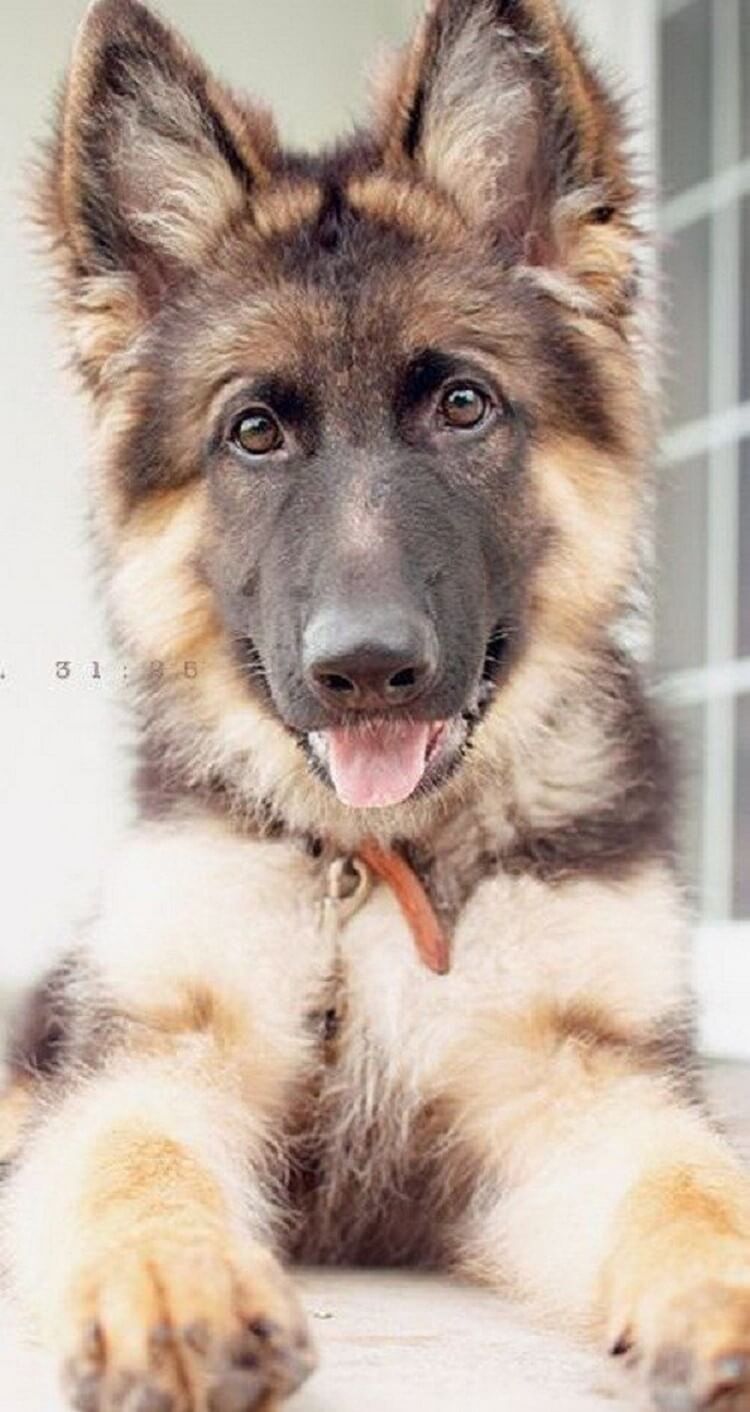 Priežastys, dėl kurių jums reikia įsigyti vokiečių aviganį – Pukuotukas.com