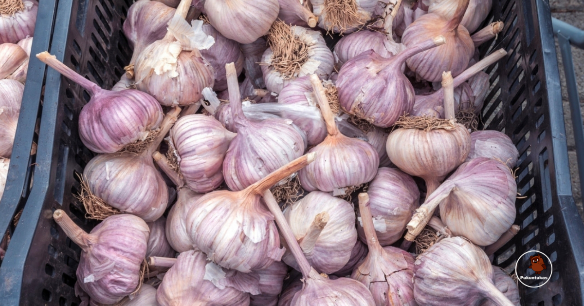 Patogus būdas saugoti žiemai česnakus ir ne tik… – Pukuotukas.com