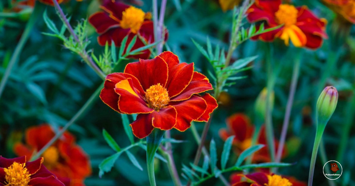 Serenčiai – stebuklingas daktaras jūsų sode – Pukuotukas.com